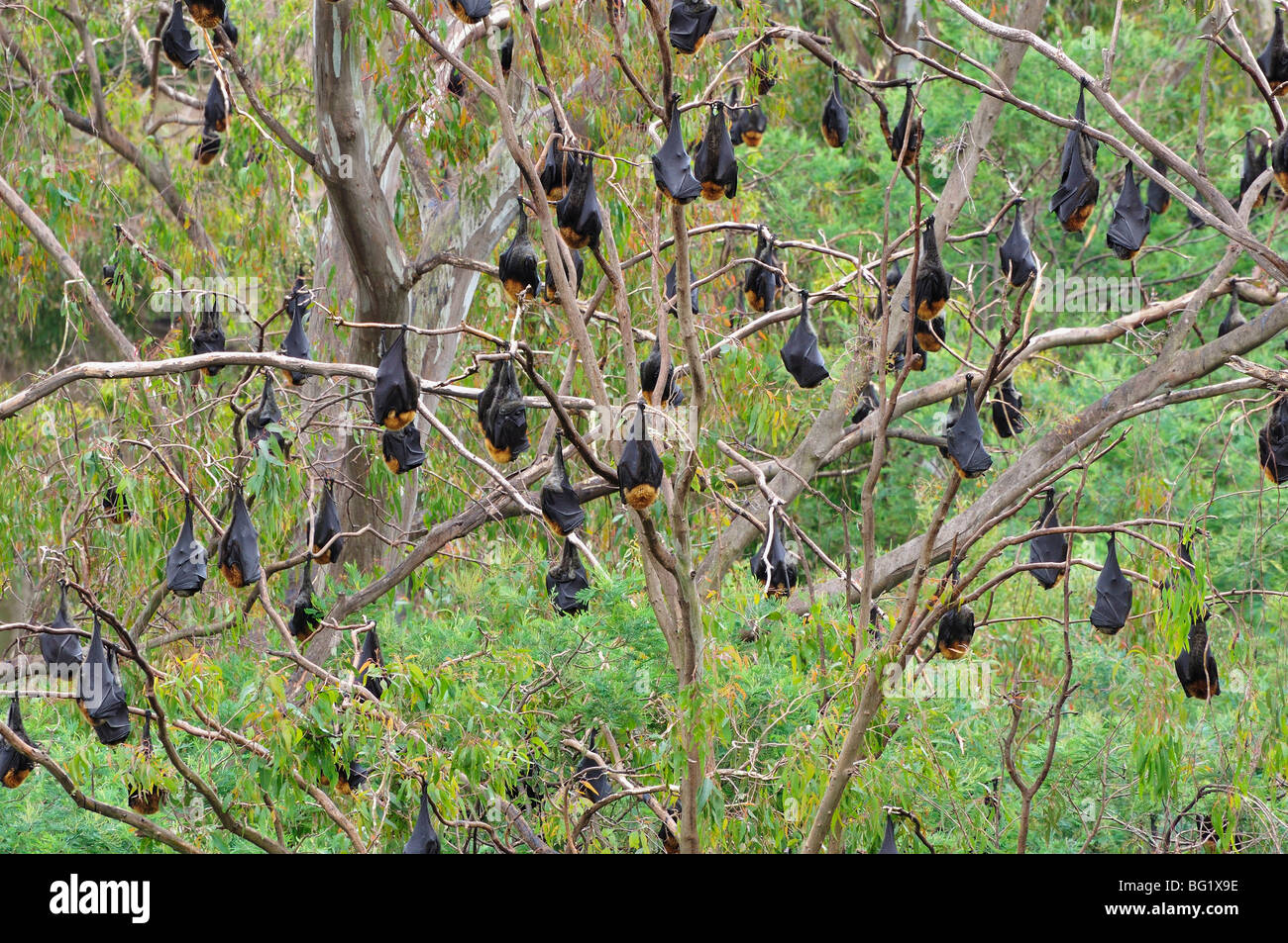 Flying foxes resting in tree, Yarra Bend Park, Melbourne, Victoria ...