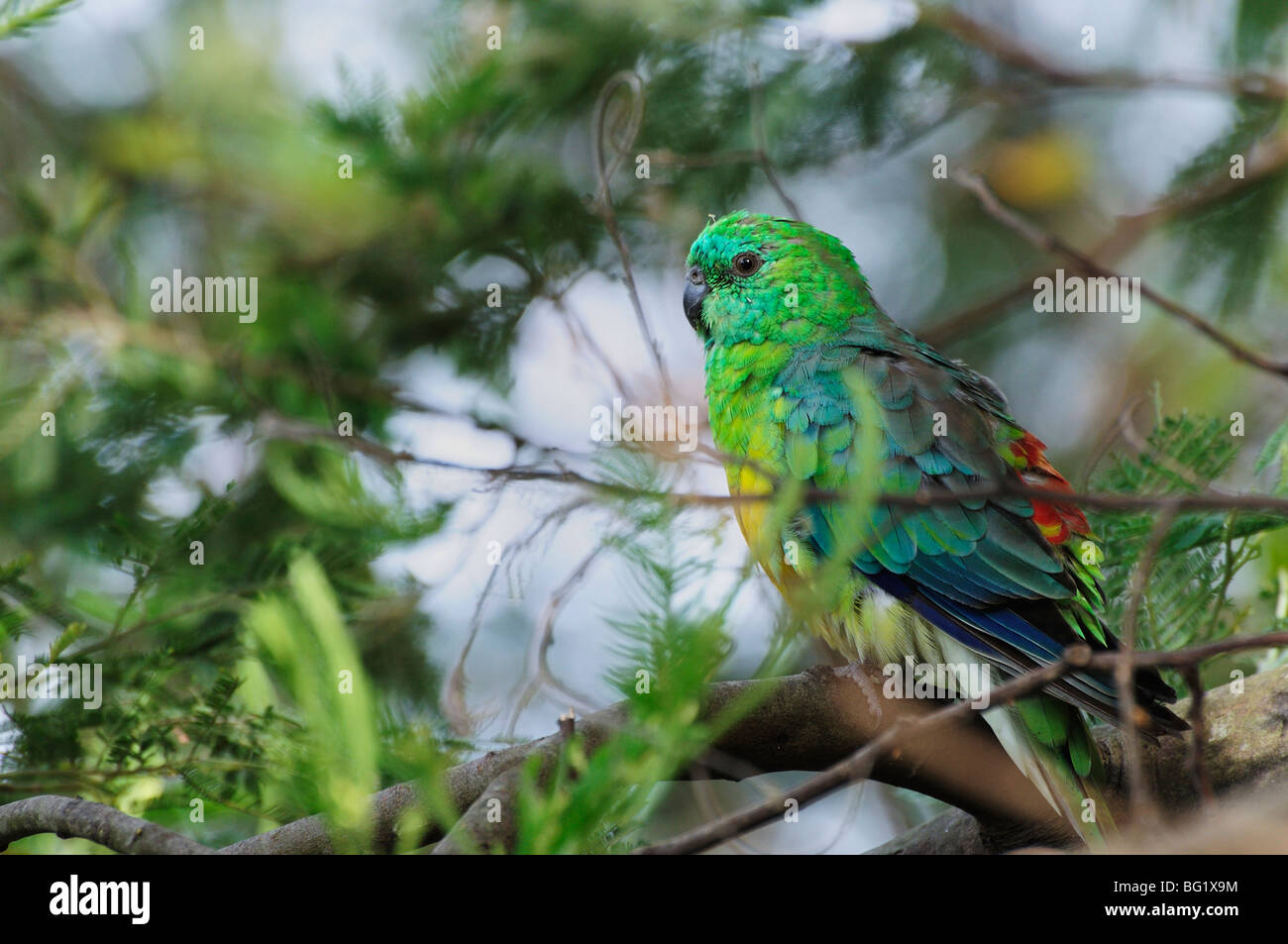 Eastern rosella hi-res stock photography and images - Alamy