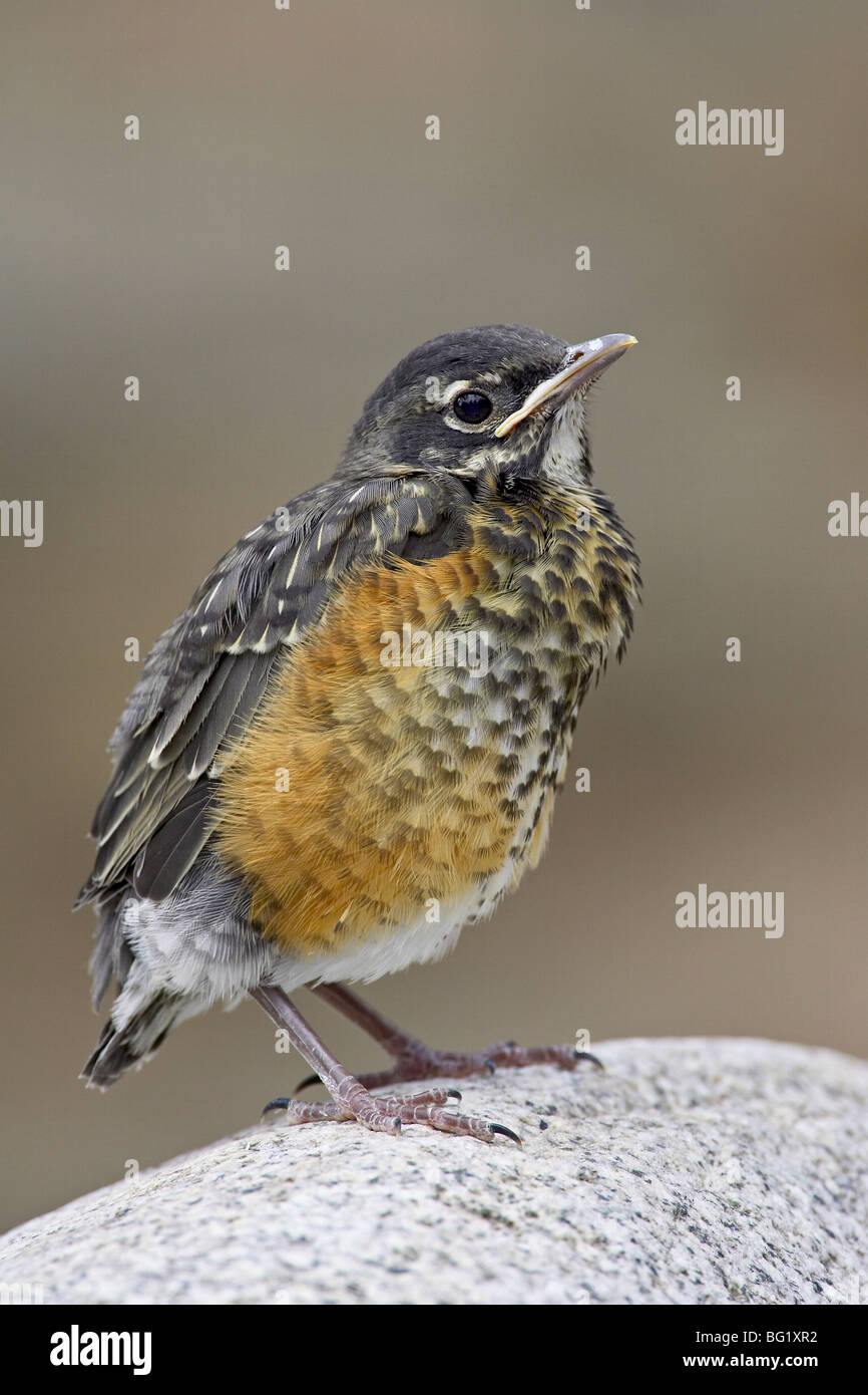 Juvenile American robin (Turdus migratorius), Gunnison County, Colorado ...