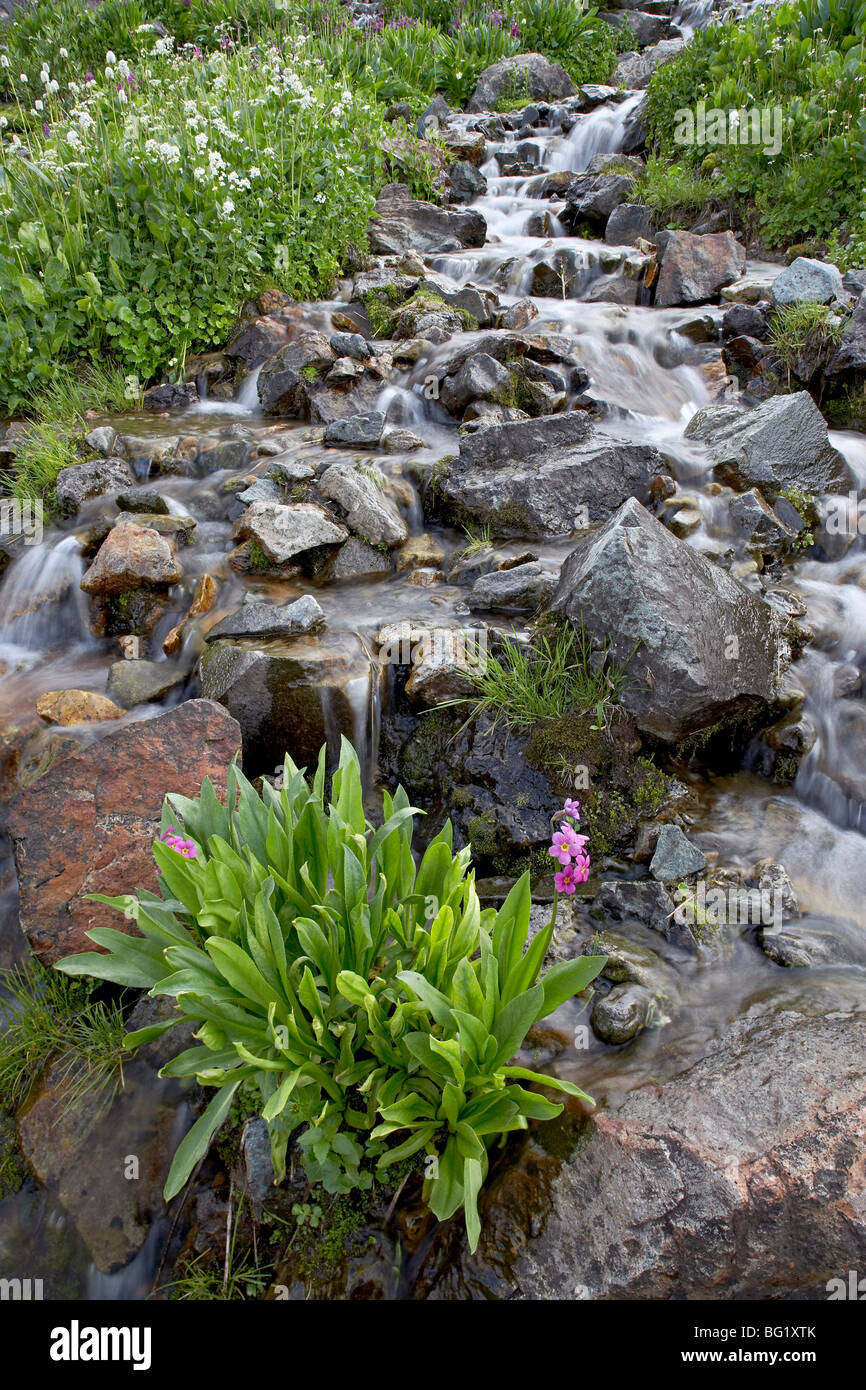 Parry's primrose (Primula parryi) growing in a stream, American Basin ...