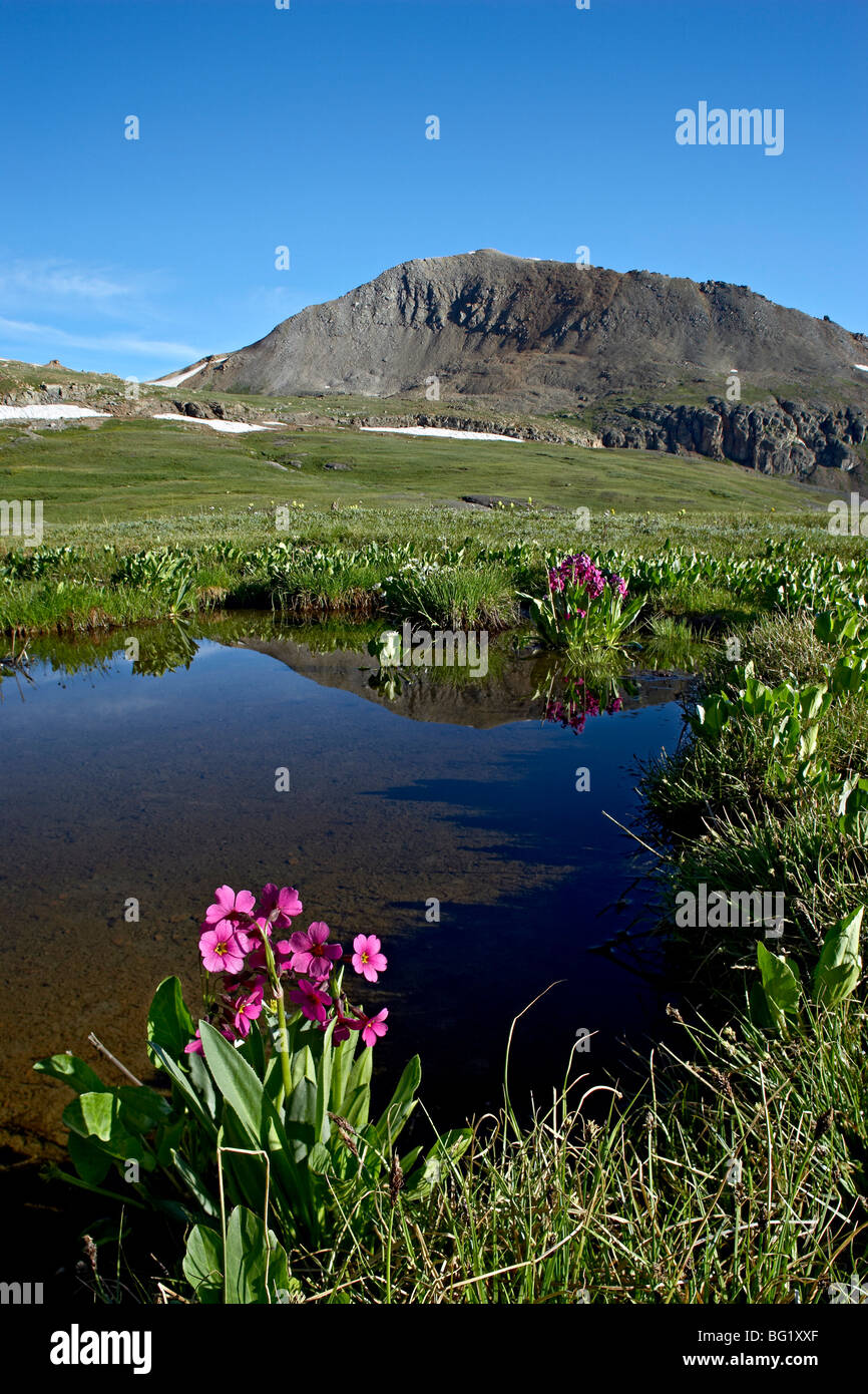 Parry's primrose (Primula parryi) next to a tarn, Porphyry Basin, San ...