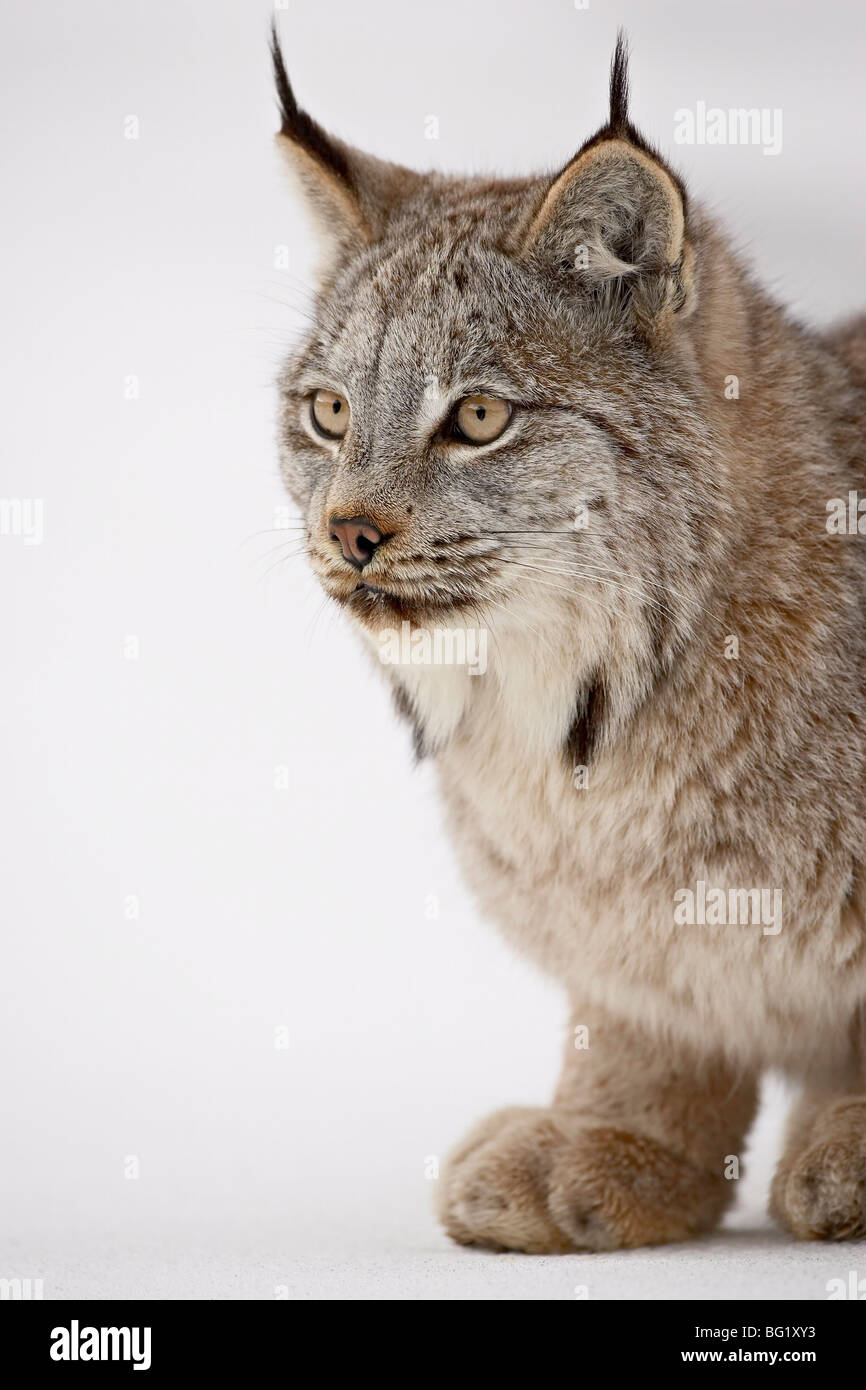 Lynx canadensis hi-res stock photography and images - Alamy