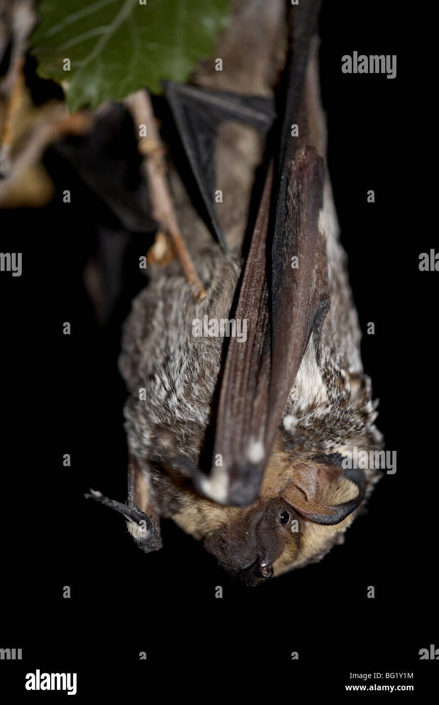 Hoary bat (Lasiurus cinereus), in captivity near Portal, Arizona ...