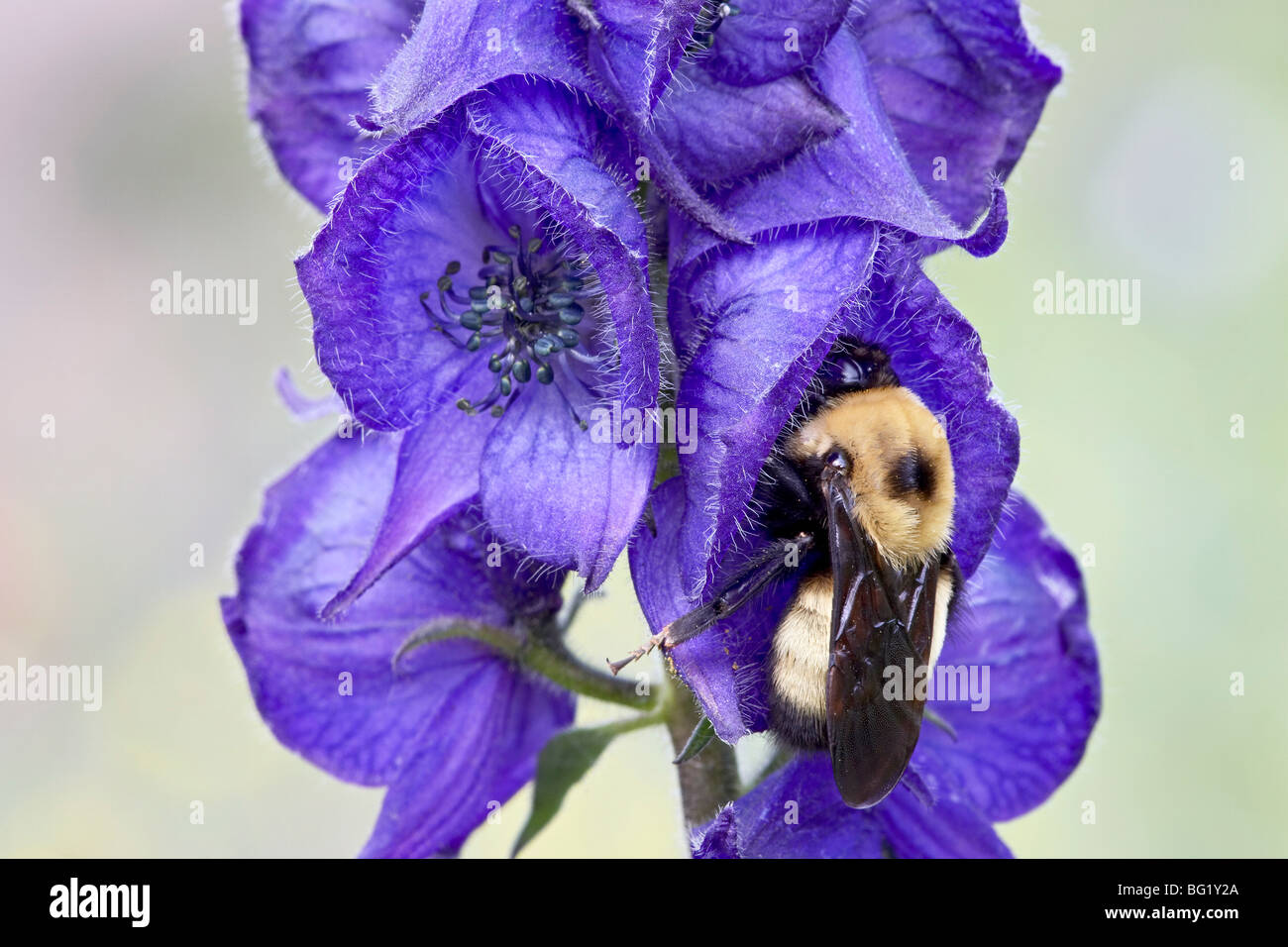 Aconitum aconite hi-res stock photography and images - Alamy