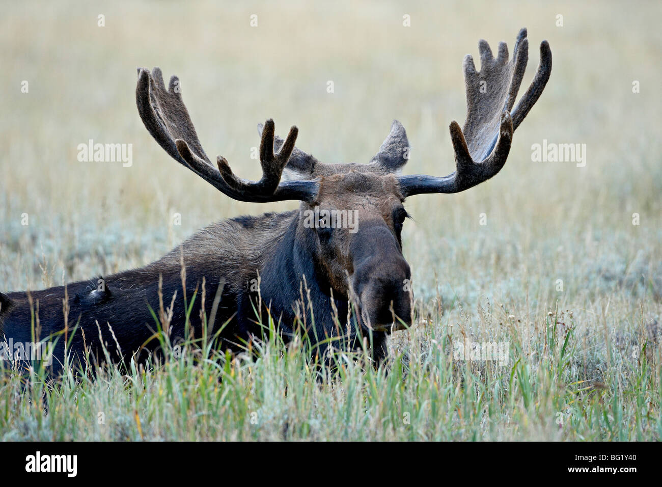 Bull moose (Alces alces), Roosevelt National Forest, Colorado, United ...