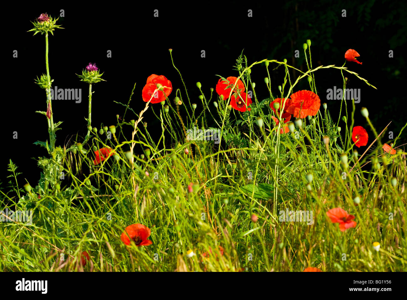 Morning poppy hi-res stock photography and images - Alamy