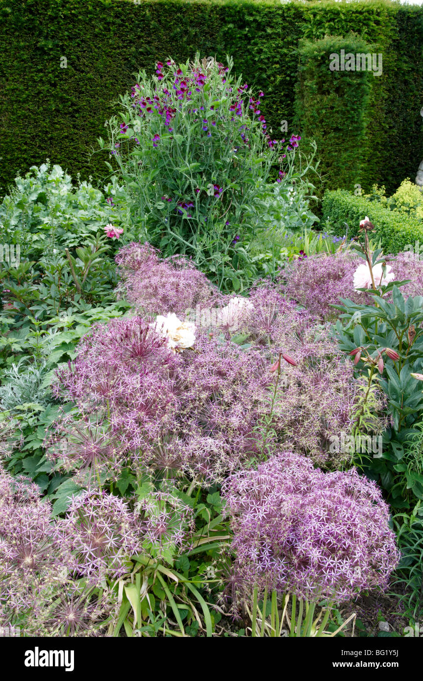 Allium flower heads in a garden with green background Stock Photo - Alamy