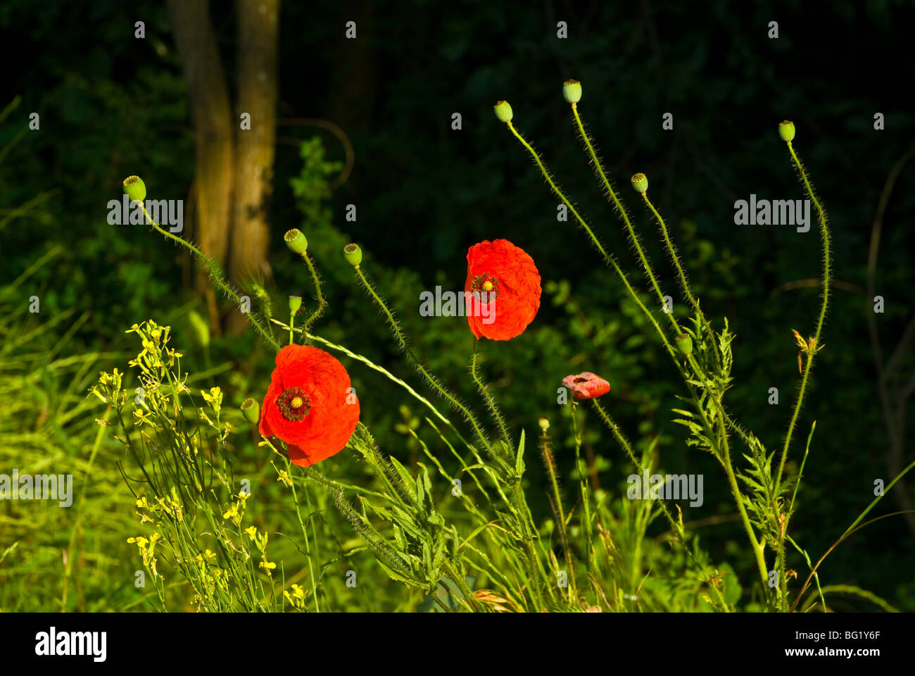 wild poppy Papaver Stock Photo - Alamy