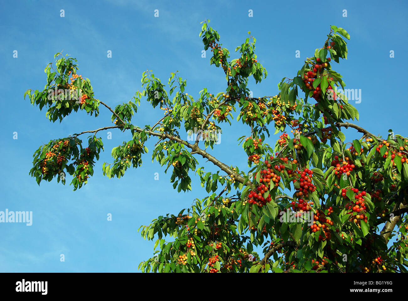 Cultivar tree hi-res stock photography and images - Alamy