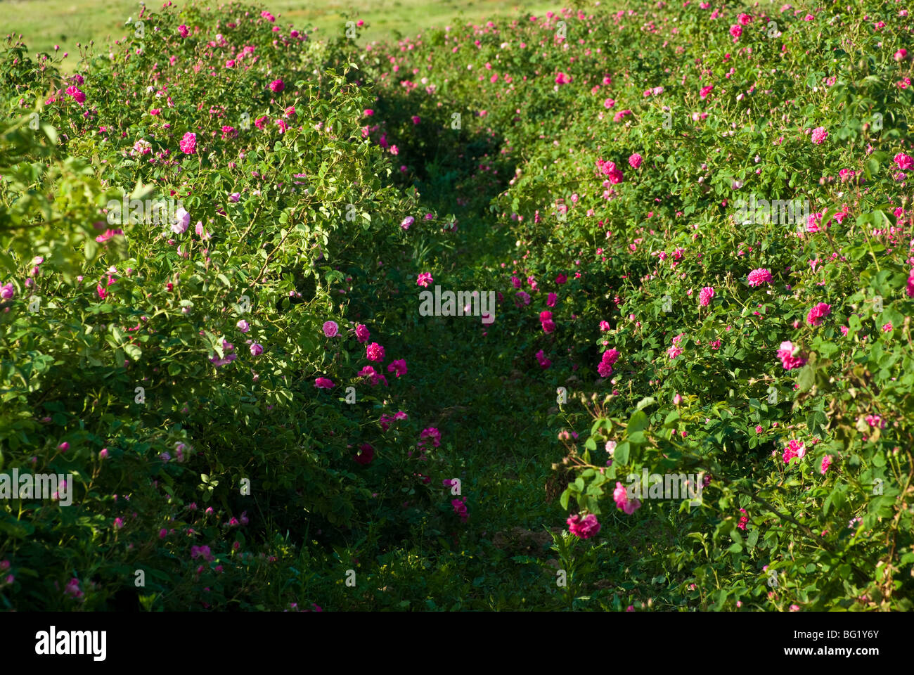 field with Damask Rose Stock Photo - Alamy