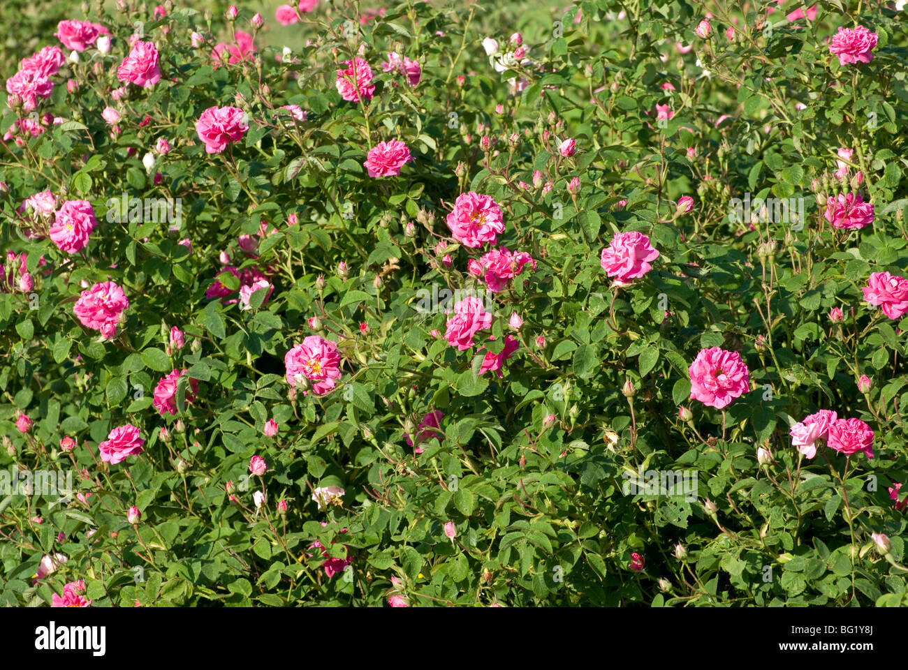 field with Damask Rose Stock Photo - Alamy