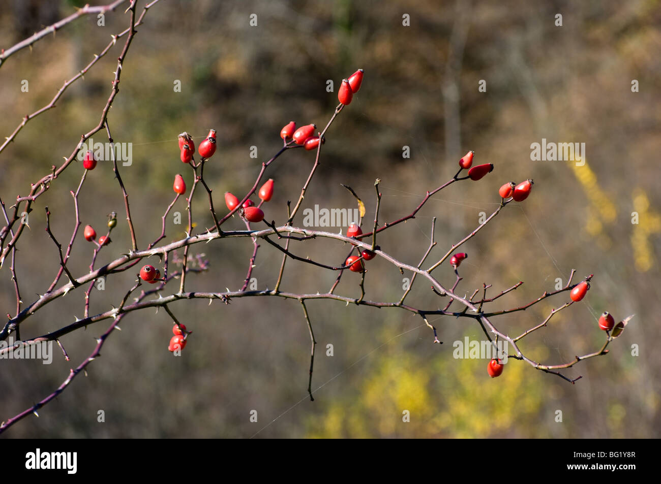 Wild brier hi-res stock photography and images - Alamy