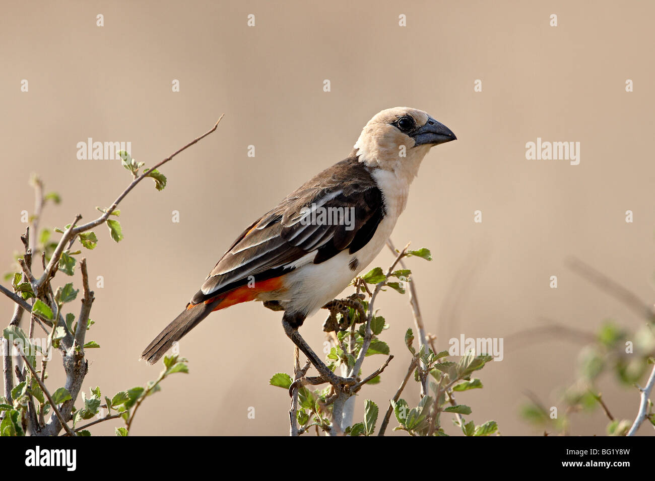 White-headed buffalo-weaver (Dinemellia dinemelli), Samburu National ...
