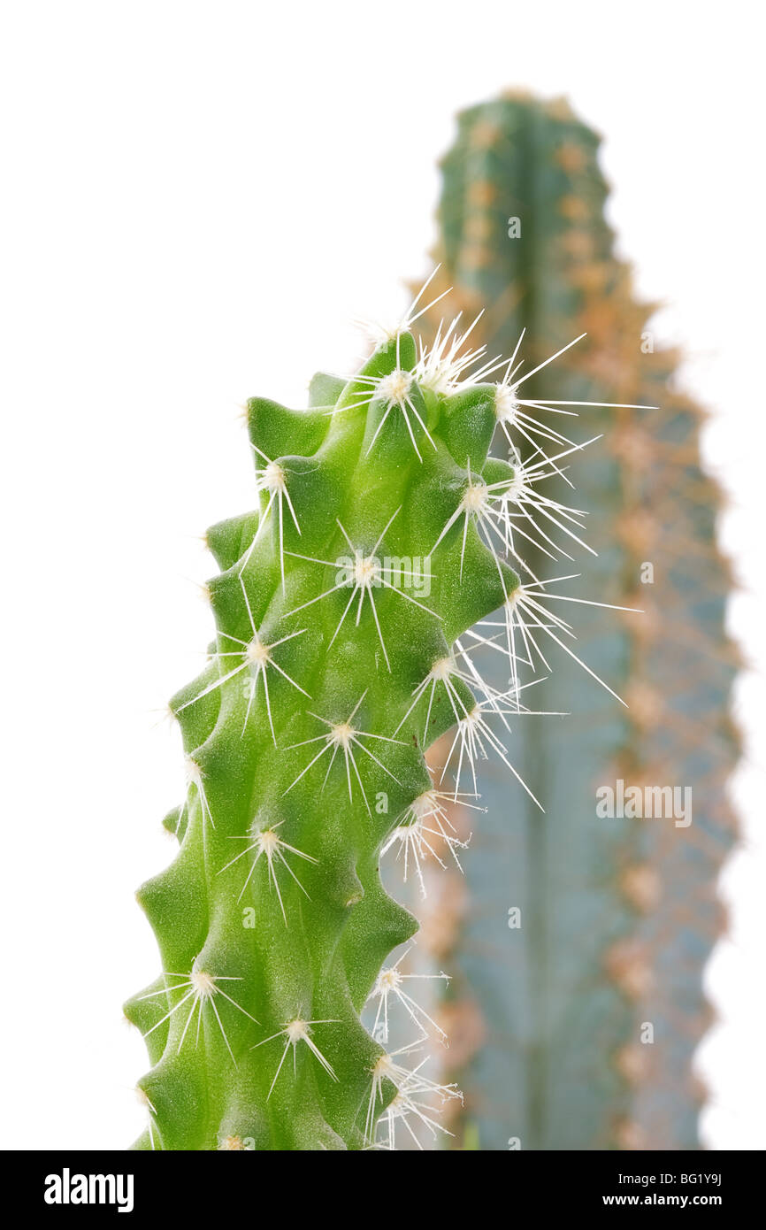 Thorn sharp stinging cactus hi-res stock photography and images - Alamy