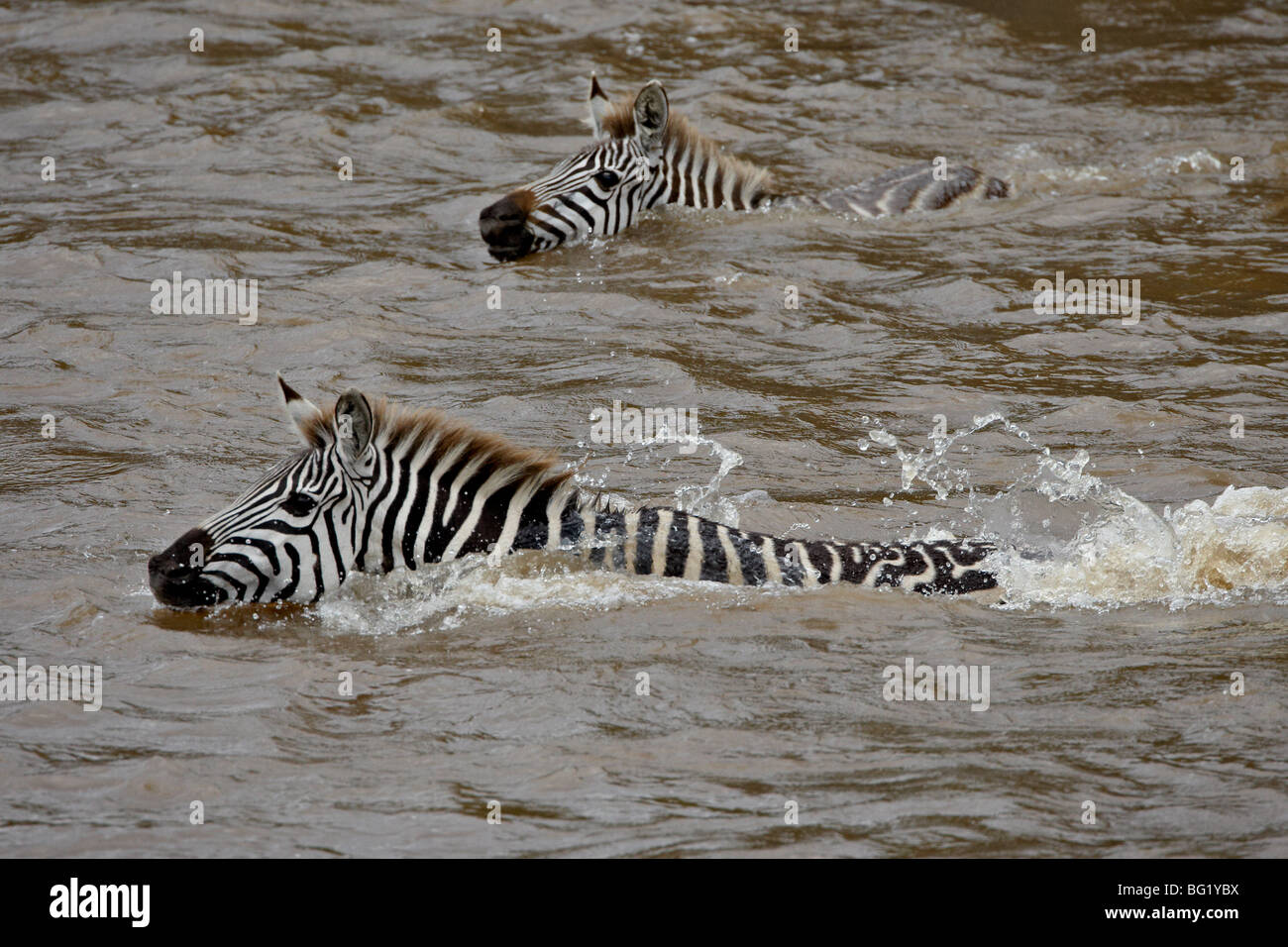 Zebra swimming hi-res stock photography and images - Alamy