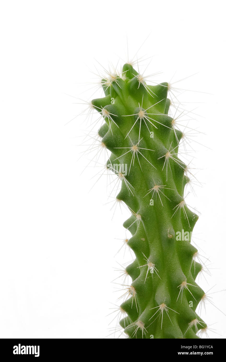 Thorn sharp stinging cactus hi-res stock photography and images - Alamy