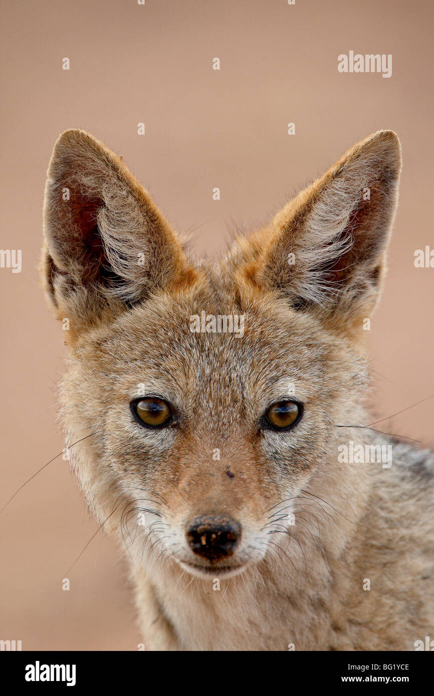 Black-backed jackal (silver-backed jackal) (Canis mesomelas), Kgalagadi ...