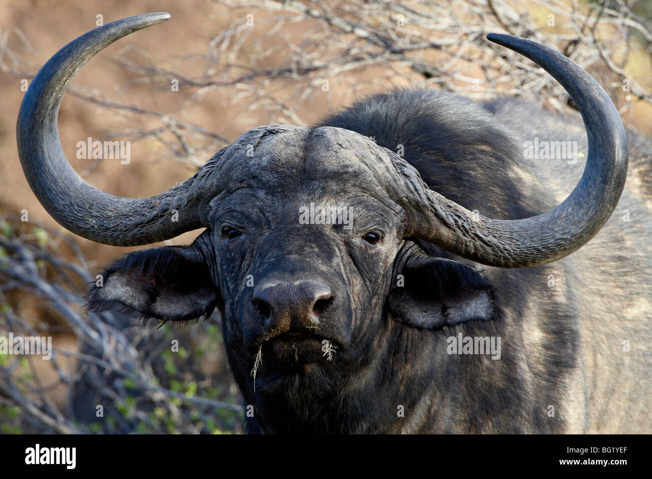 Cape buffalo or African buffalo (Syncerus caffer), Mountain Zebra ...