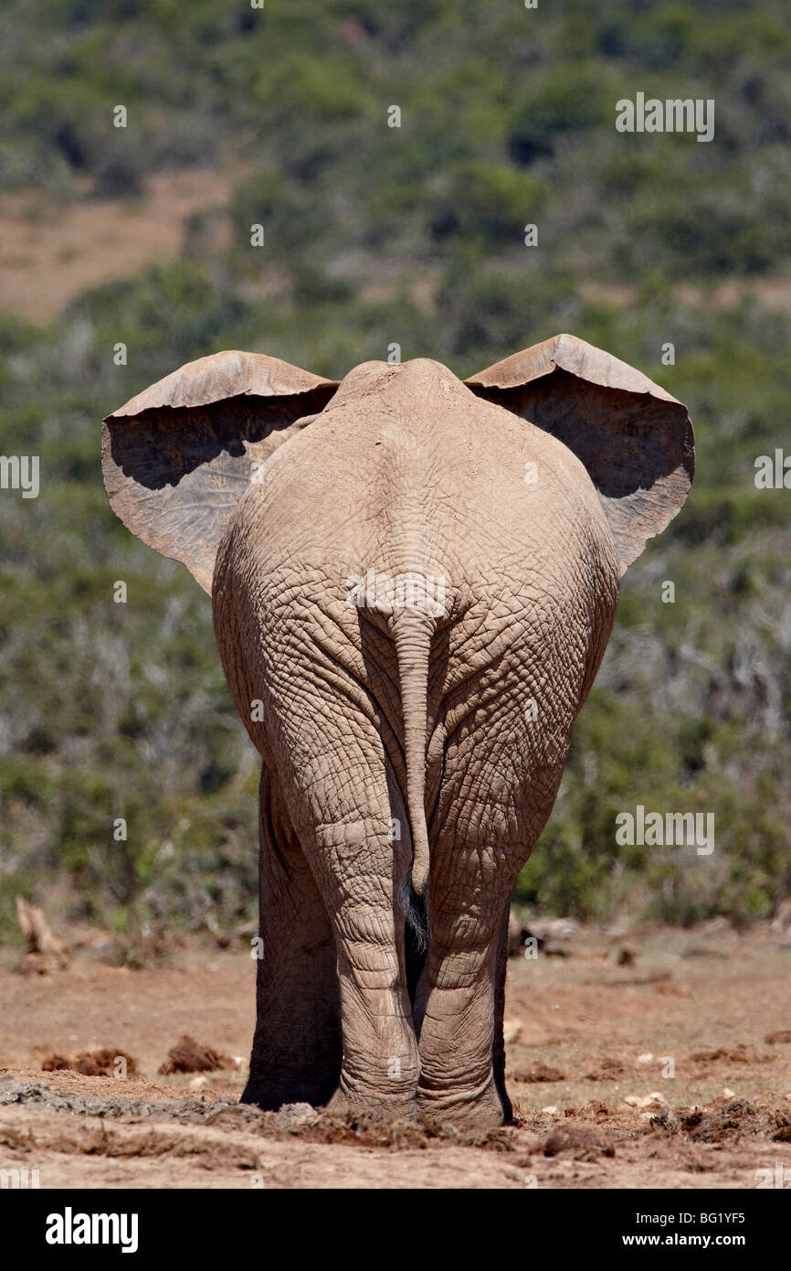 African elephant (Loxodonta africana) from behind, Addo Elephant ...