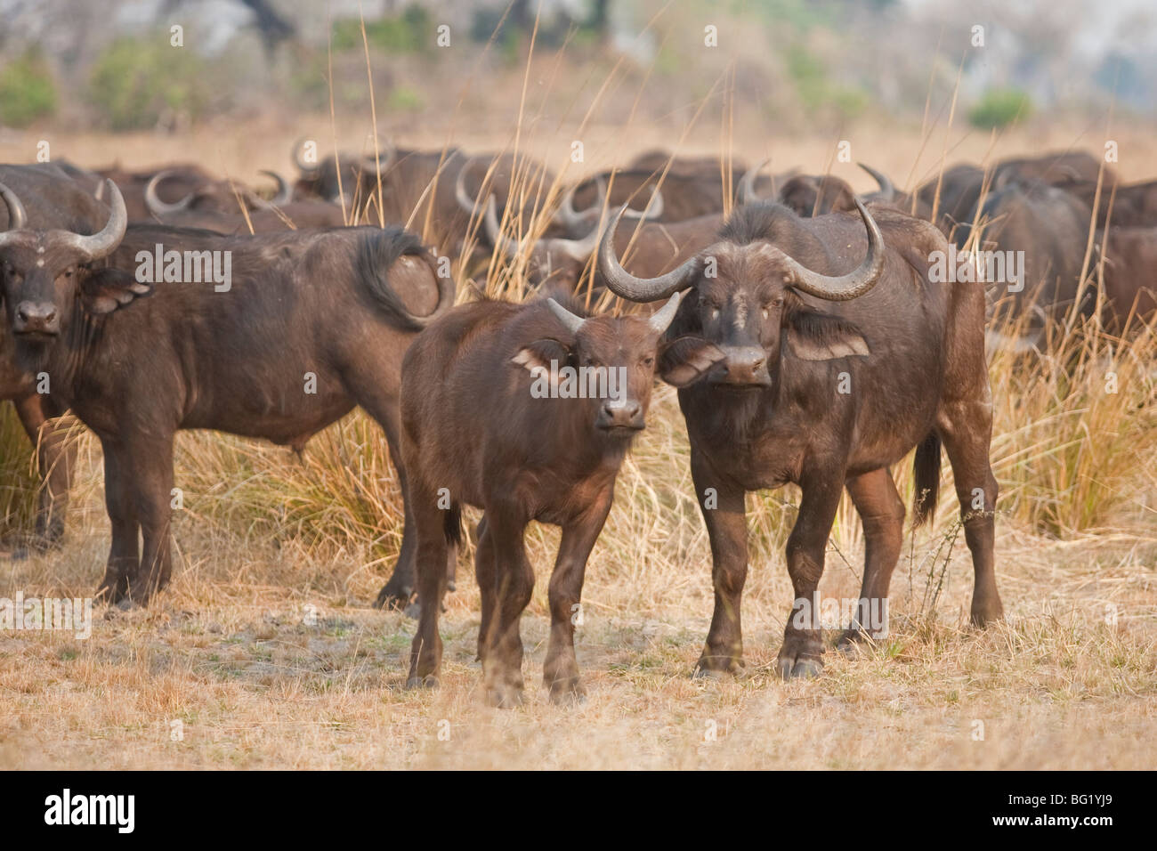 Family group african buffaloes hi-res stock photography and images - Alamy