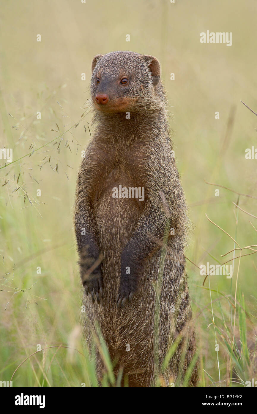 Mongoose view hi-res stock photography and images - Alamy
