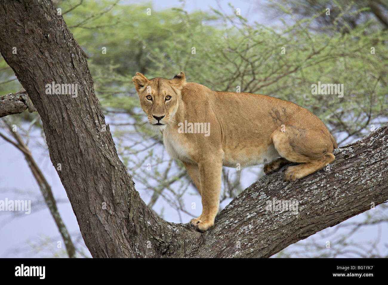 Female lion (lioness) (Panthera leo) up a tree, Serengeti National Park ...