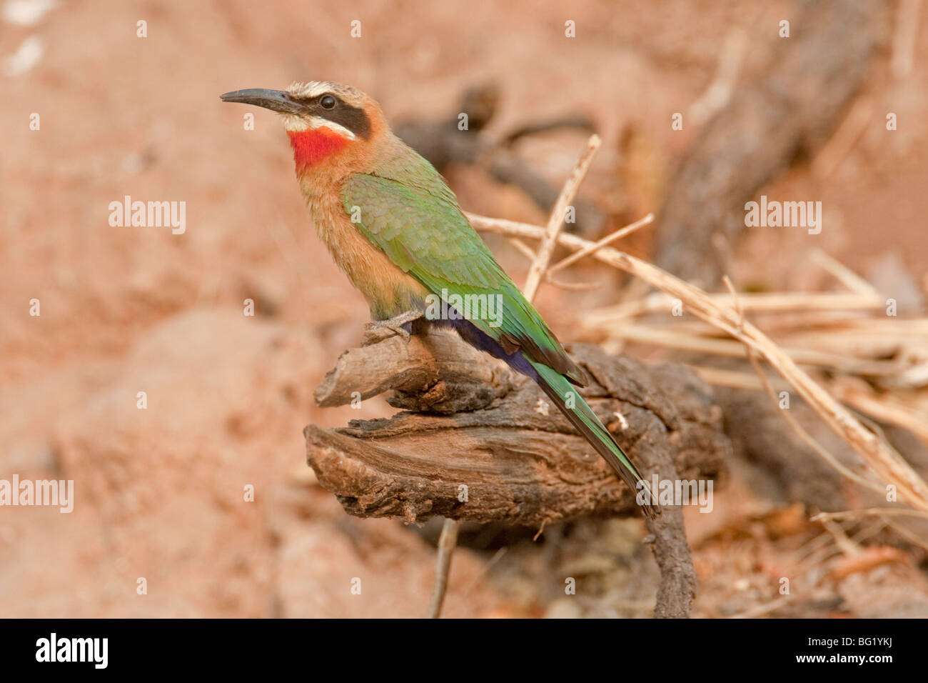 Portrait of a bee-eater in southern Africa. The photo was taken in ...