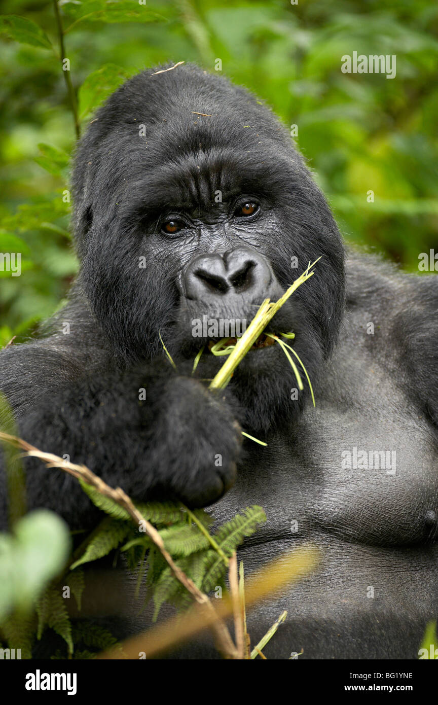 Silverback mountain gorilla (Gorilla gorilla beringei), Group 13, Volcanoes National Park ...