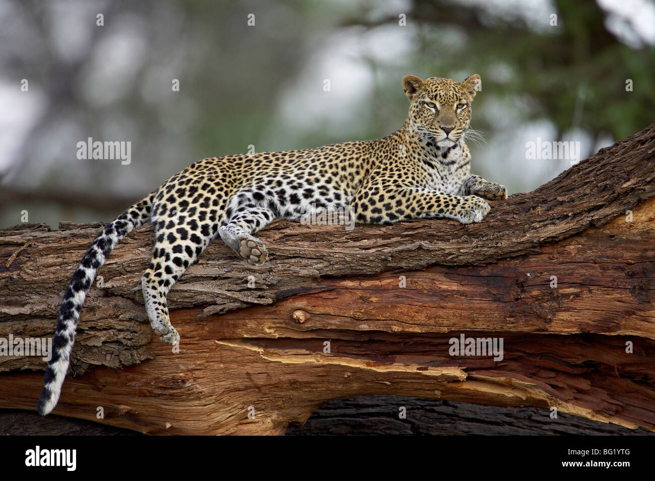 Leopard (Panthera pardus), Samburu National Reserve, Kenya, East Africa ...