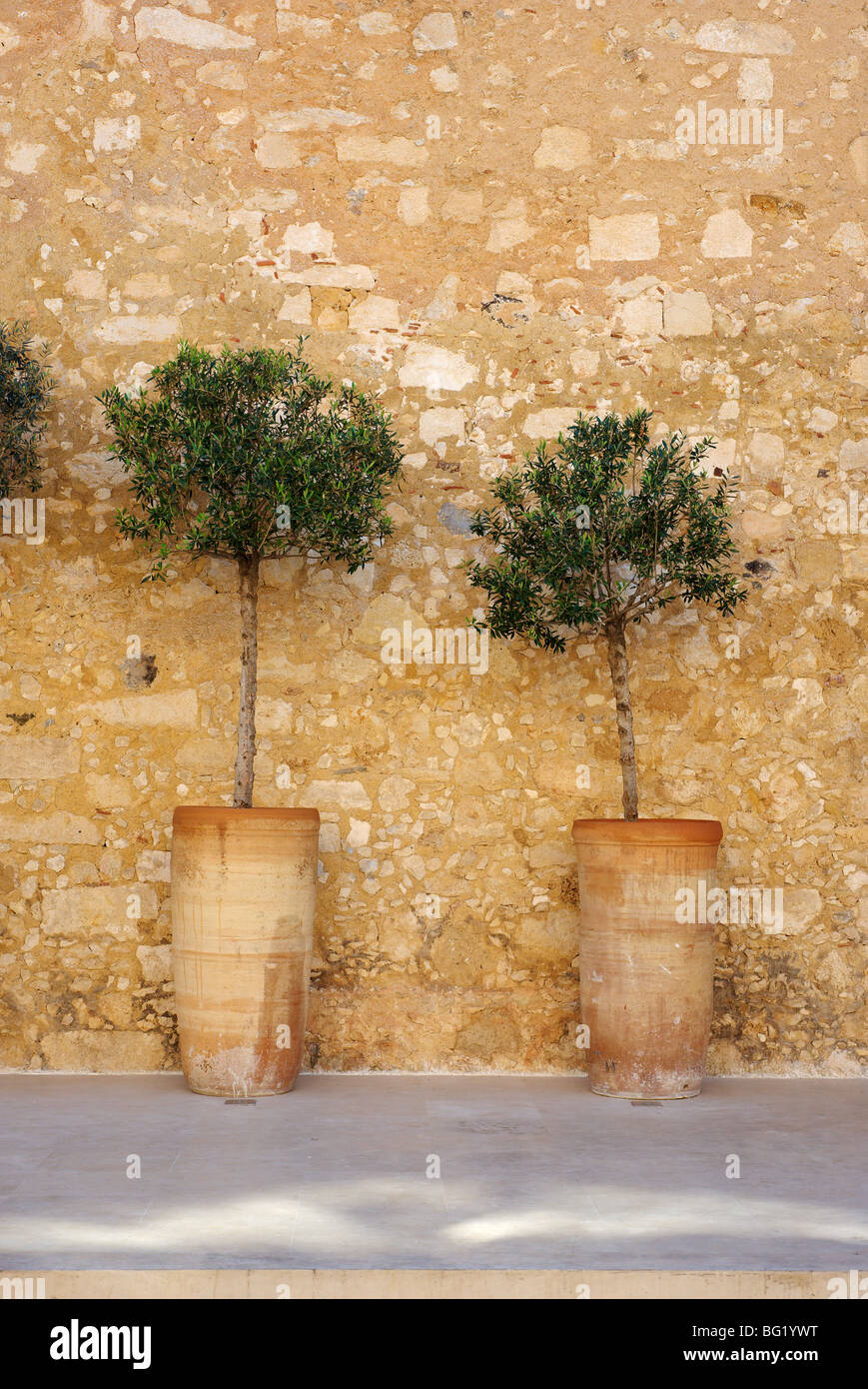 Two olive trees in large terracotta pots Stock Photo - Alamy