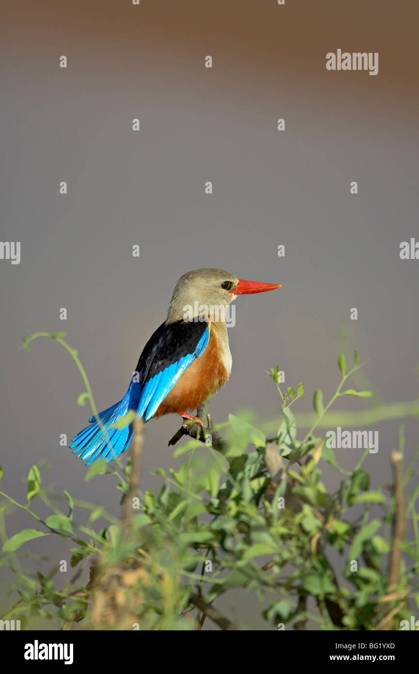 Grey-headed kingfisher (grey-hooded kingfisher) ((Halcyon leucocephala ...