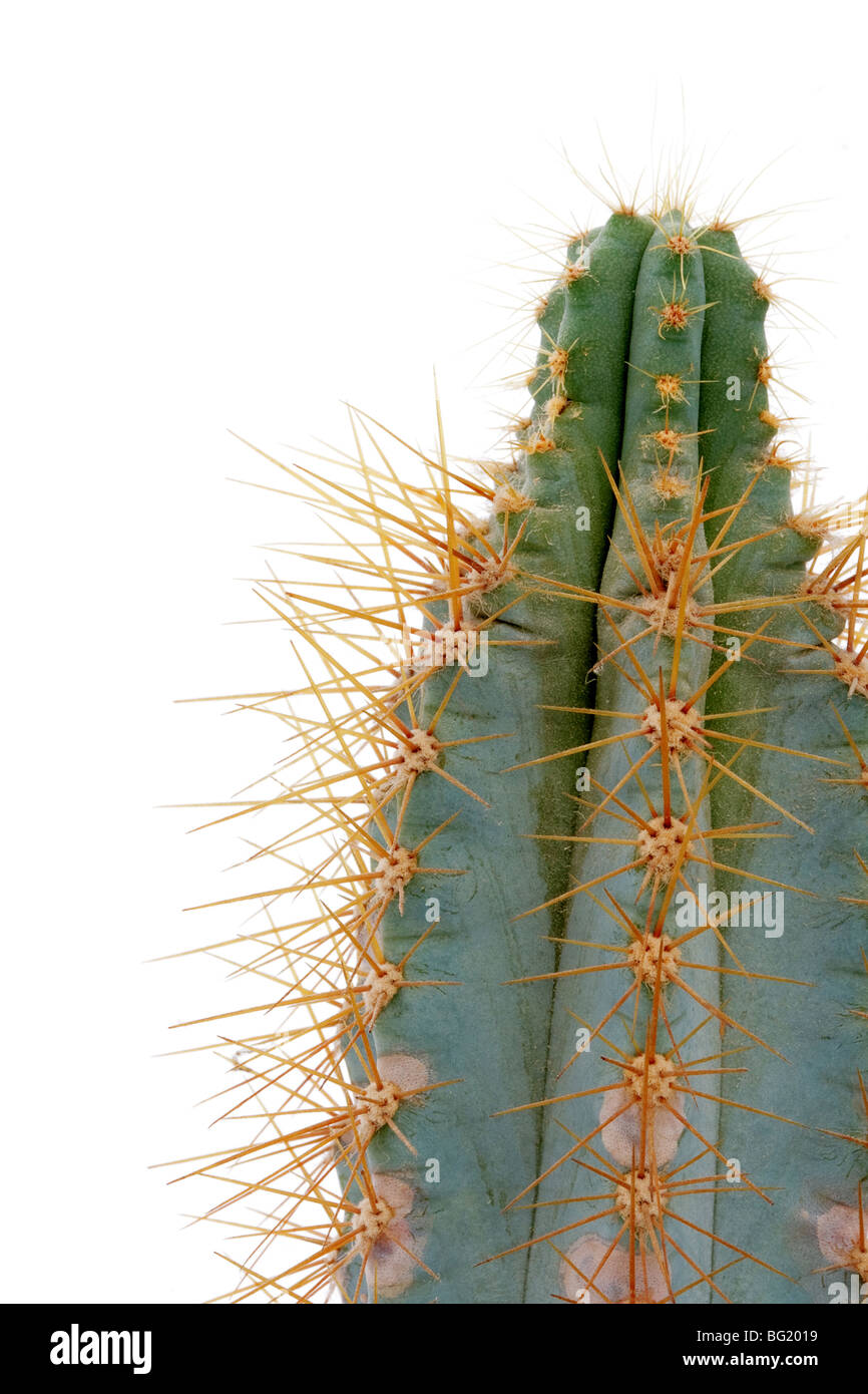 Thorn sharp stinging cactus hi-res stock photography and images - Alamy