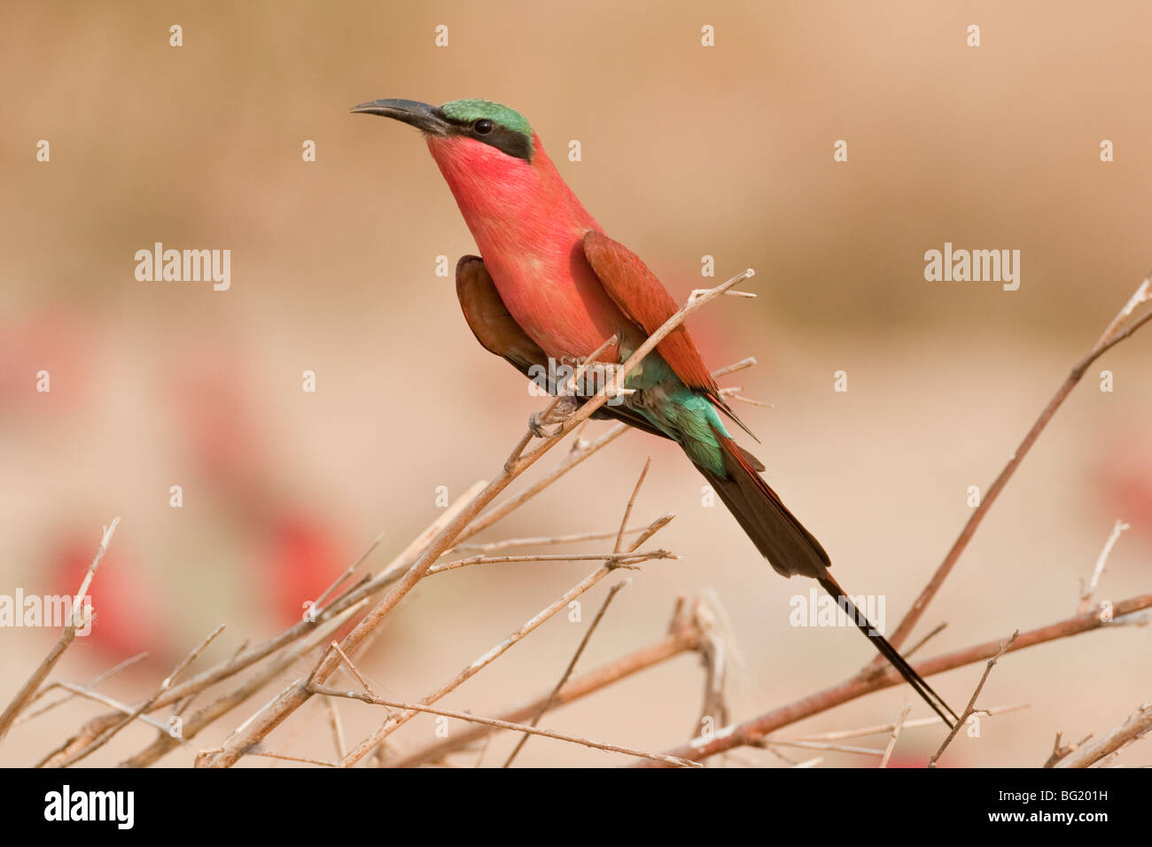 Babwata national park hi-res stock photography and images - Alamy