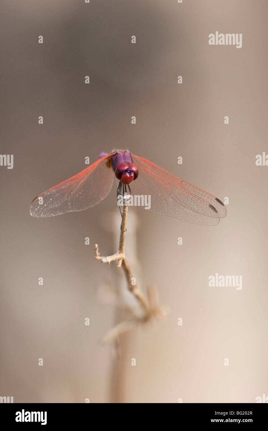 Macro photo of a dragonfly in southern Africa. The photo was taken in ...