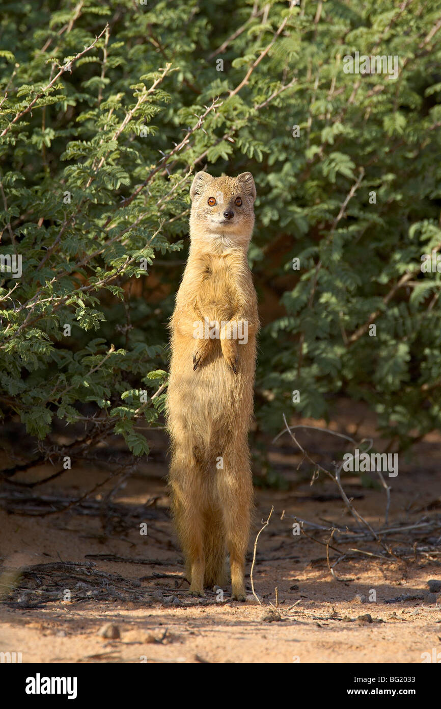 Yellow mongoose (Cynictis penicillata), Kgalagadi Transfrontier Park ...