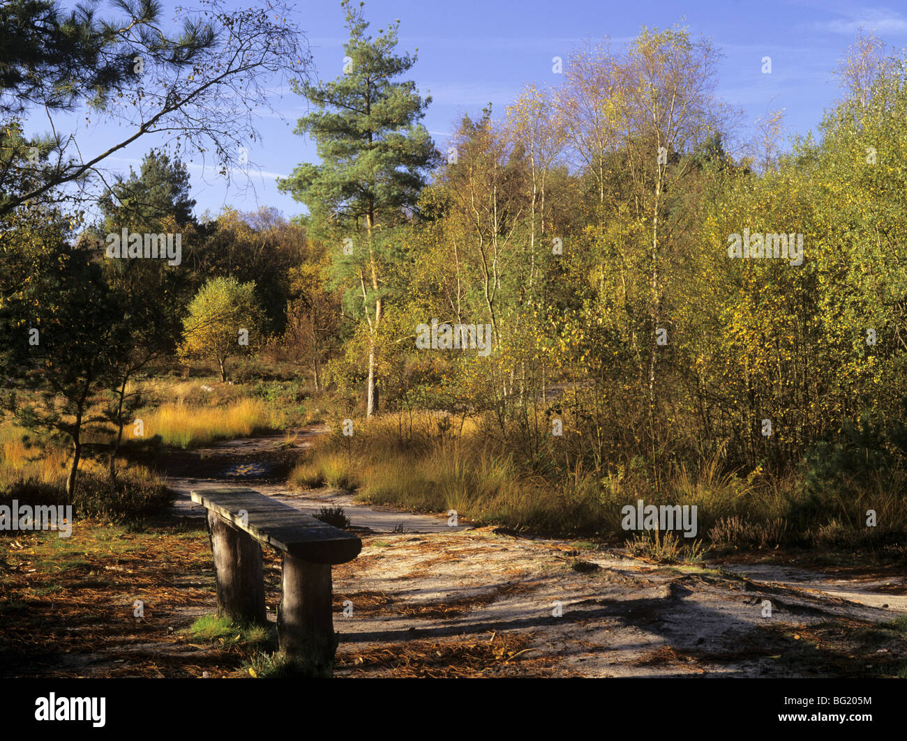 Bench on country path around Frensham Little Pond on Frensham Common in ...