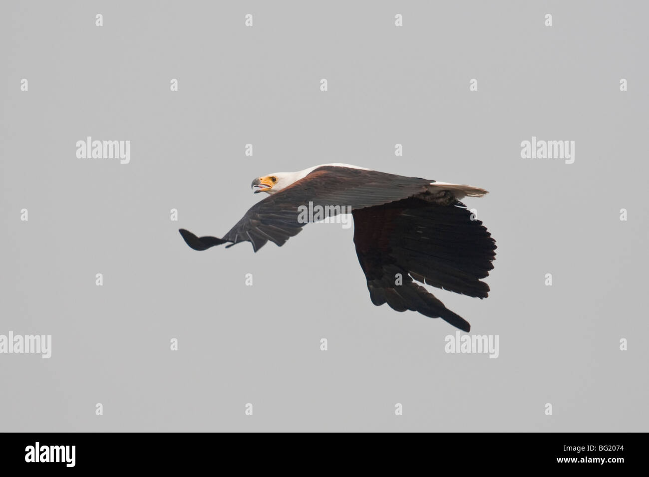 African fish eagle in flight. The photo was taken in Namibia's Mudumu ...