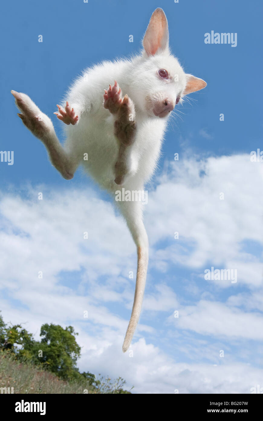 Albino Wallaby jumping in the air against a blue sky background Stock ...
