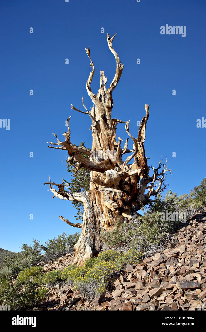 Dead bristlecone pine (Pinus longaeva), Ancient Bristlecone Pine Forest ...
