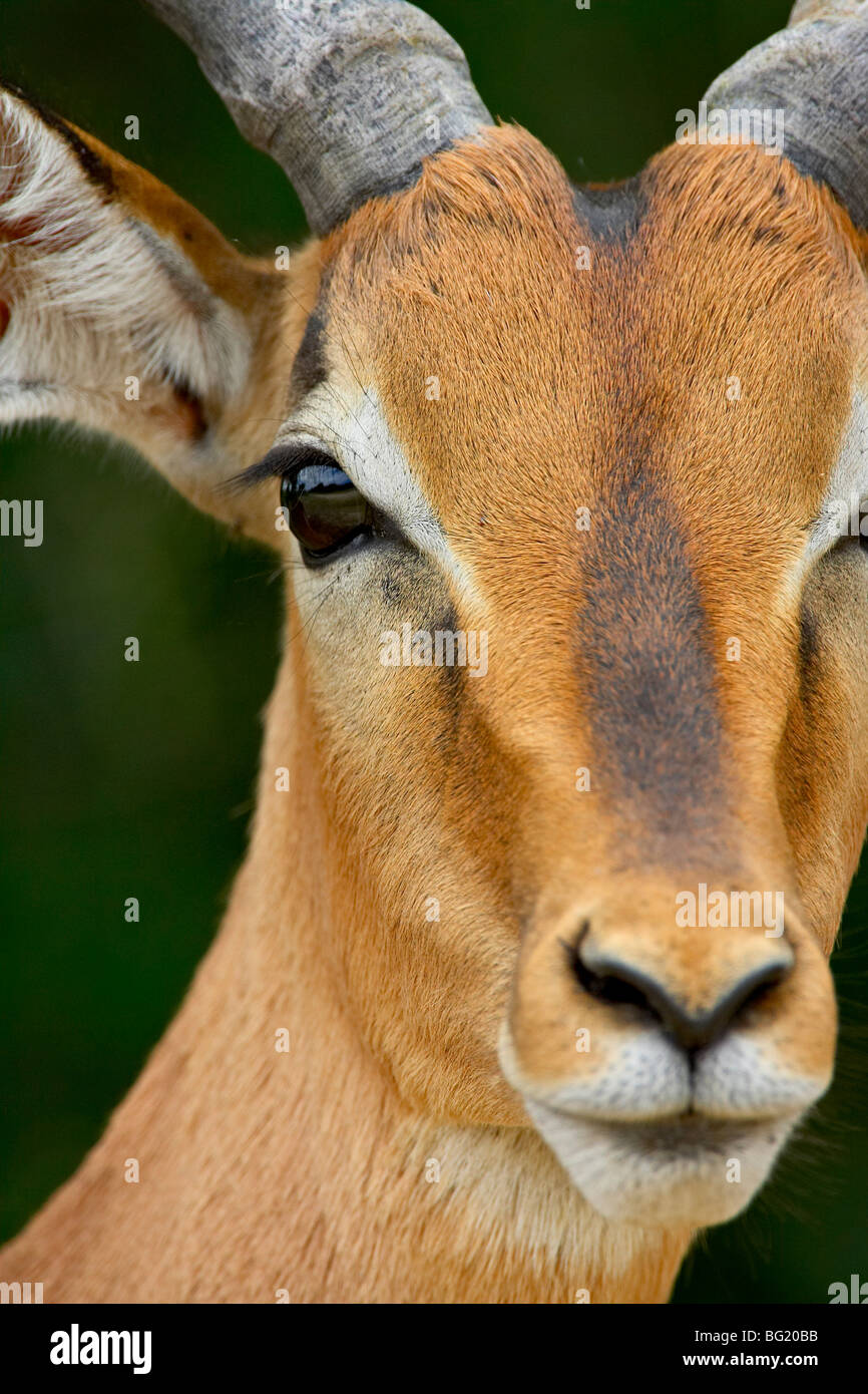 Male impala hi-res stock photography and images - Alamy