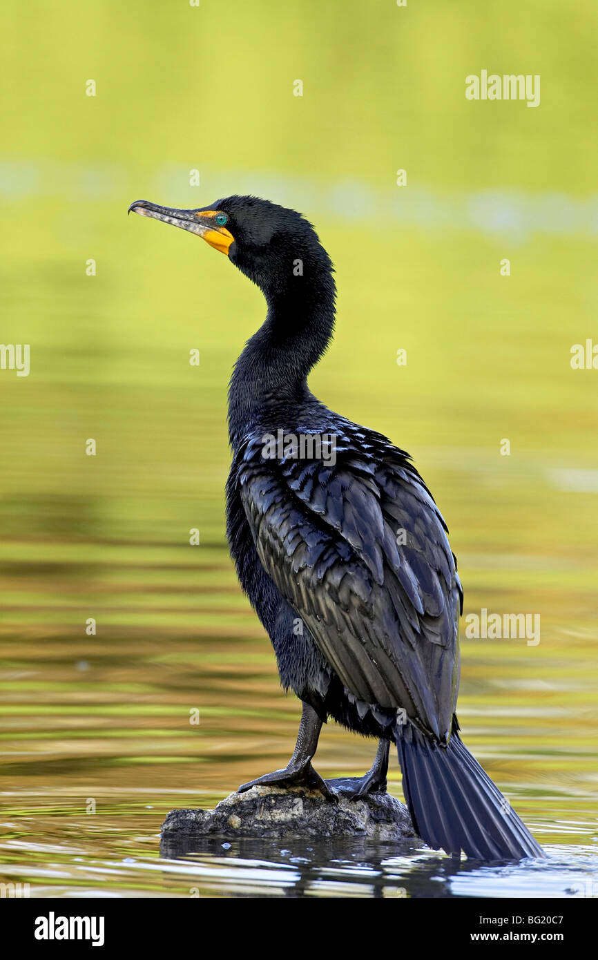 Double crested cormorant hi-res stock photography and images - Alamy