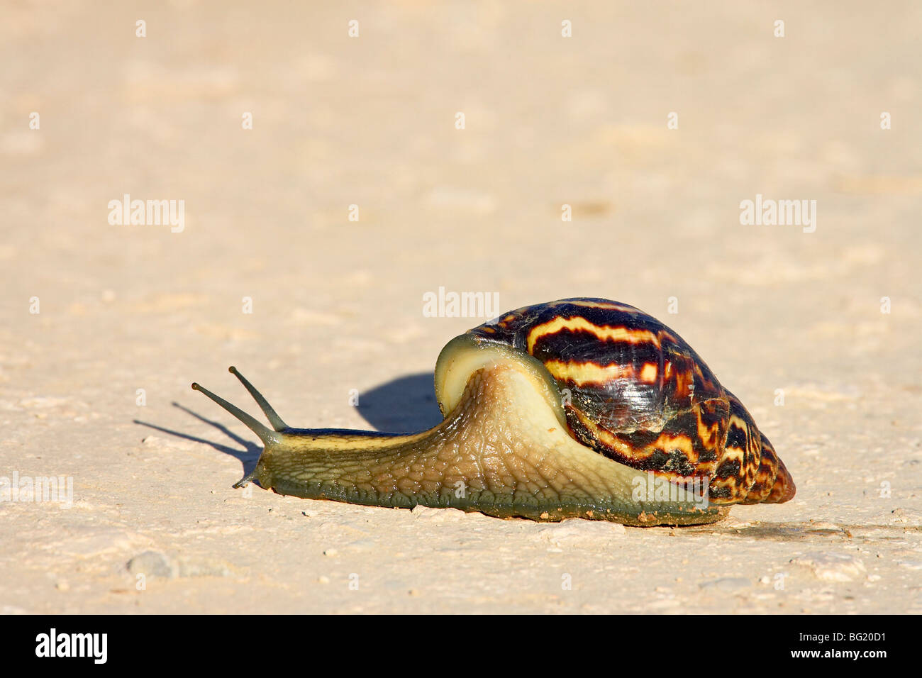 Giant african land snail hi-res stock photography and images - Alamy
