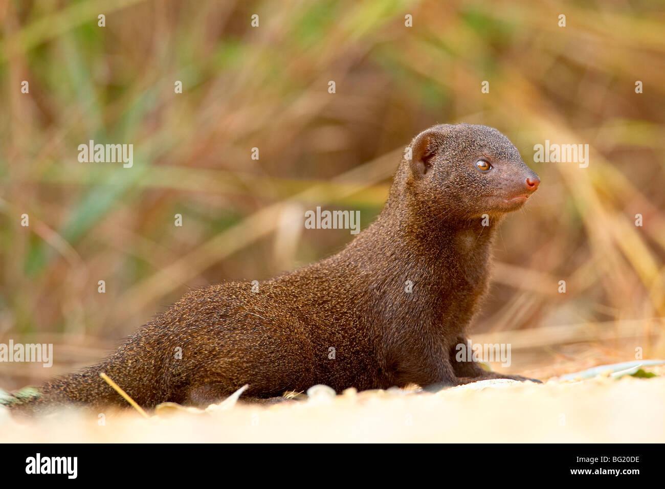 Mongoose view hi-res stock photography and images - Alamy