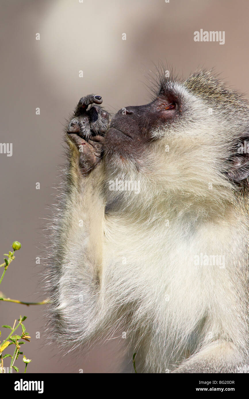 Vervet monkey (Chlorocebus aethiops), Kruger National Park, South ...