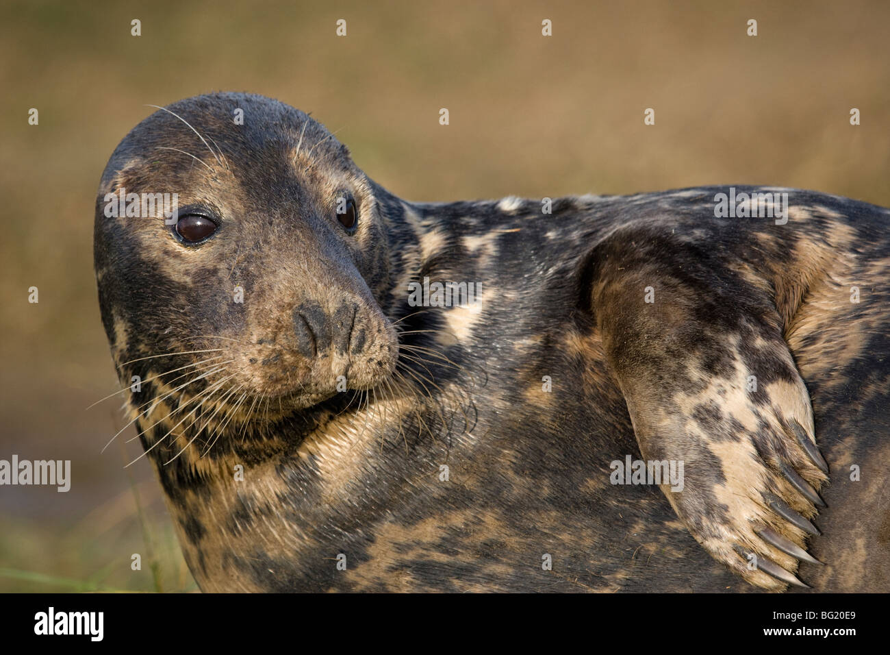 Gray grey seals mating hi-res stock photography and images - Alamy