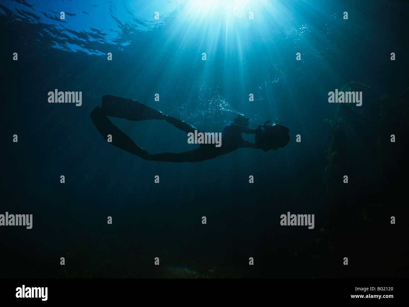 Free Diving Stock Photos & Free Diving Stock Images - Alamy