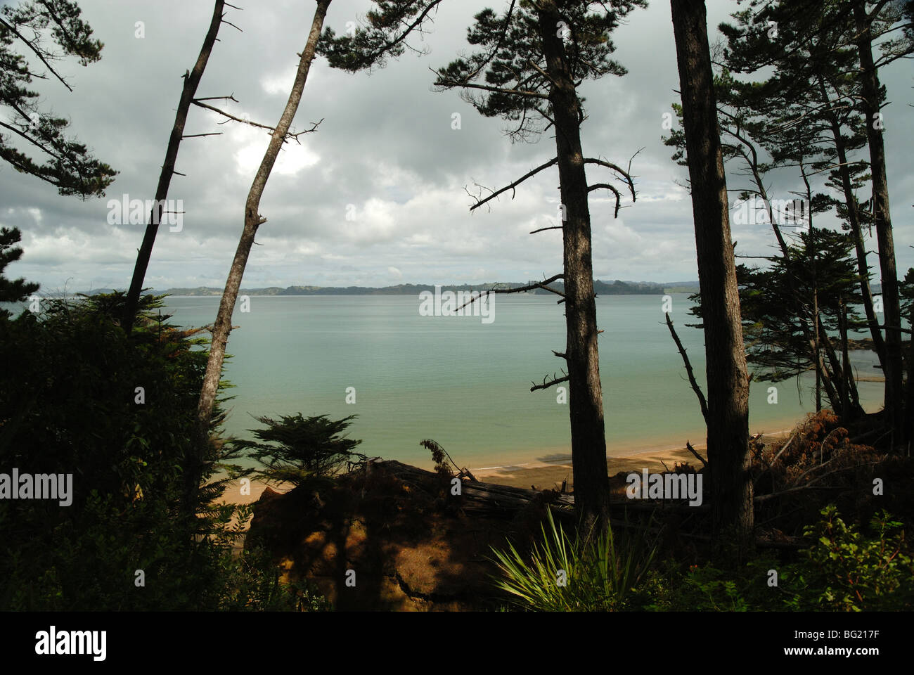 Kawau hi-res stock photography and images - Alamy