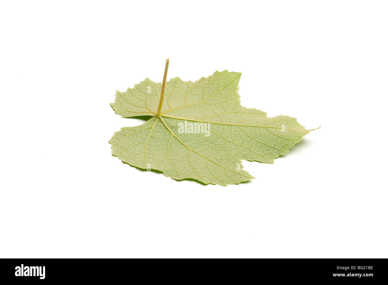Vine grape plant close up Cut Out Stock Images & Pictures - Alamy