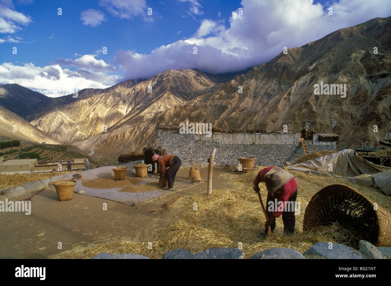 Tibetans winnowing barley harvest, Sher village, Ngari Province Stock ...