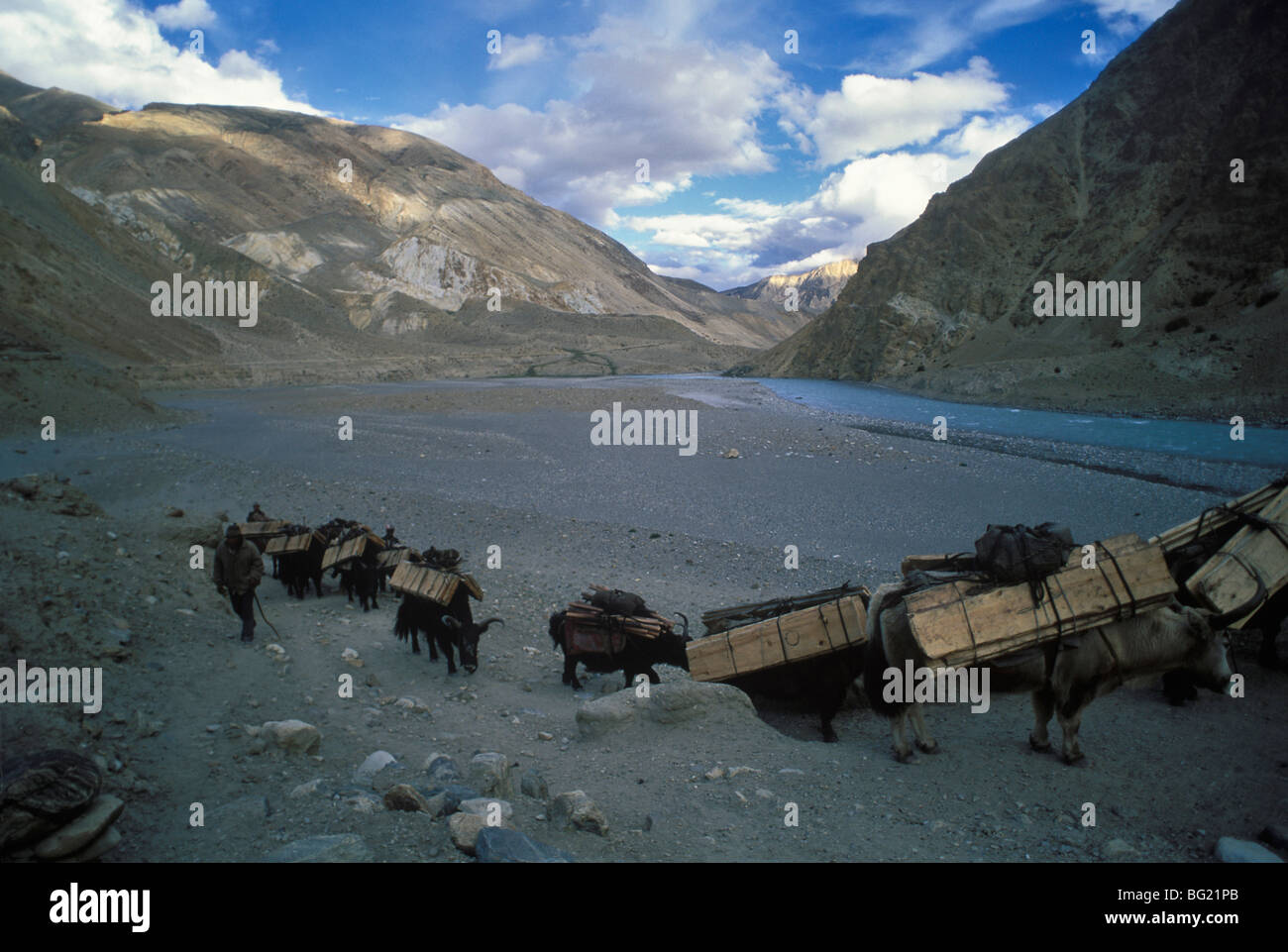 Yak caravan crossing the valley floor of the upper Karnali, Tibet Stock ...